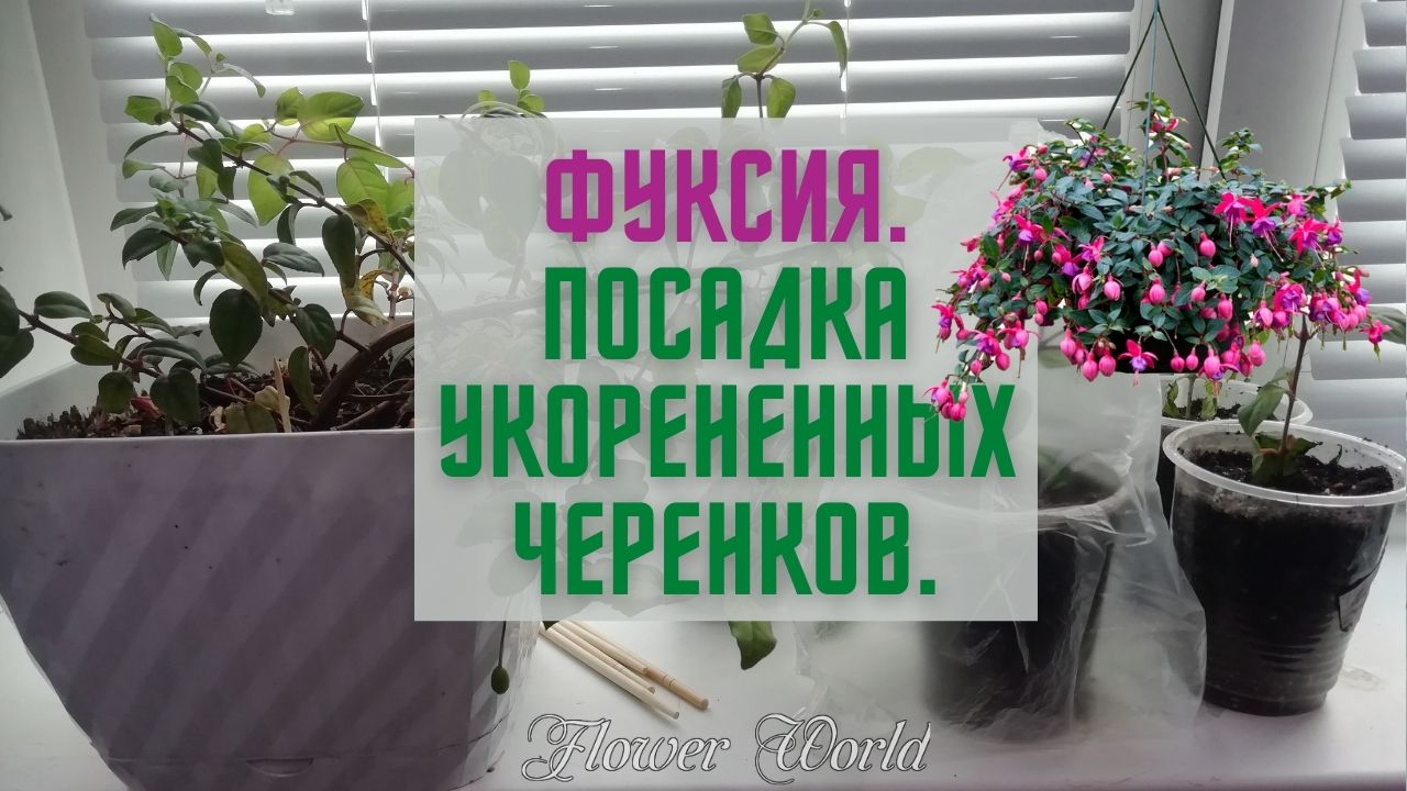 ФУКСИЯ. Посадка укорененных черенков.🧐