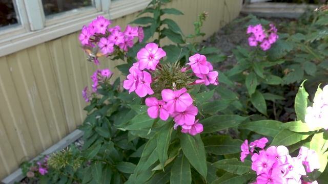 Калибри. Семейство маленьких птиц.  Кавказ_сентябрь_2022.mp4