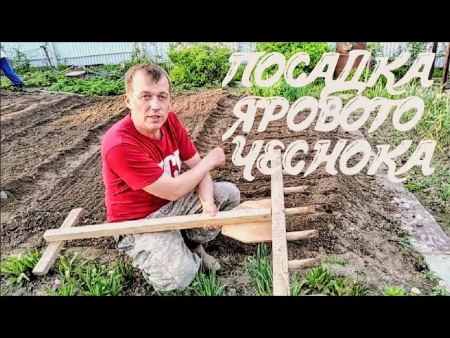 Посадка ярового чеснока.