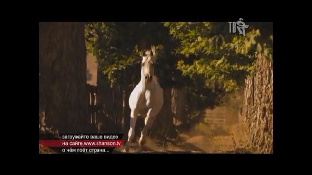 ШАНСОН ТВ Елена Садовская  Гуливали кони.wmv