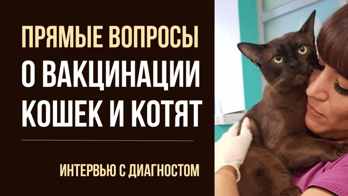 О вакцинации, чумке и может ли погибнуть кошка от глистогонки | Интервью с Севарой Картакаевой