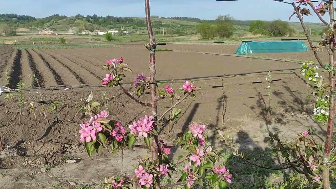 Обзор цветения яблонь и груш на 20.04.24