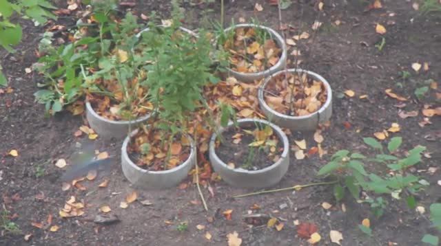 Мой двор. Клумбы на городском газоне.