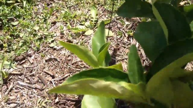 Сады Флориды