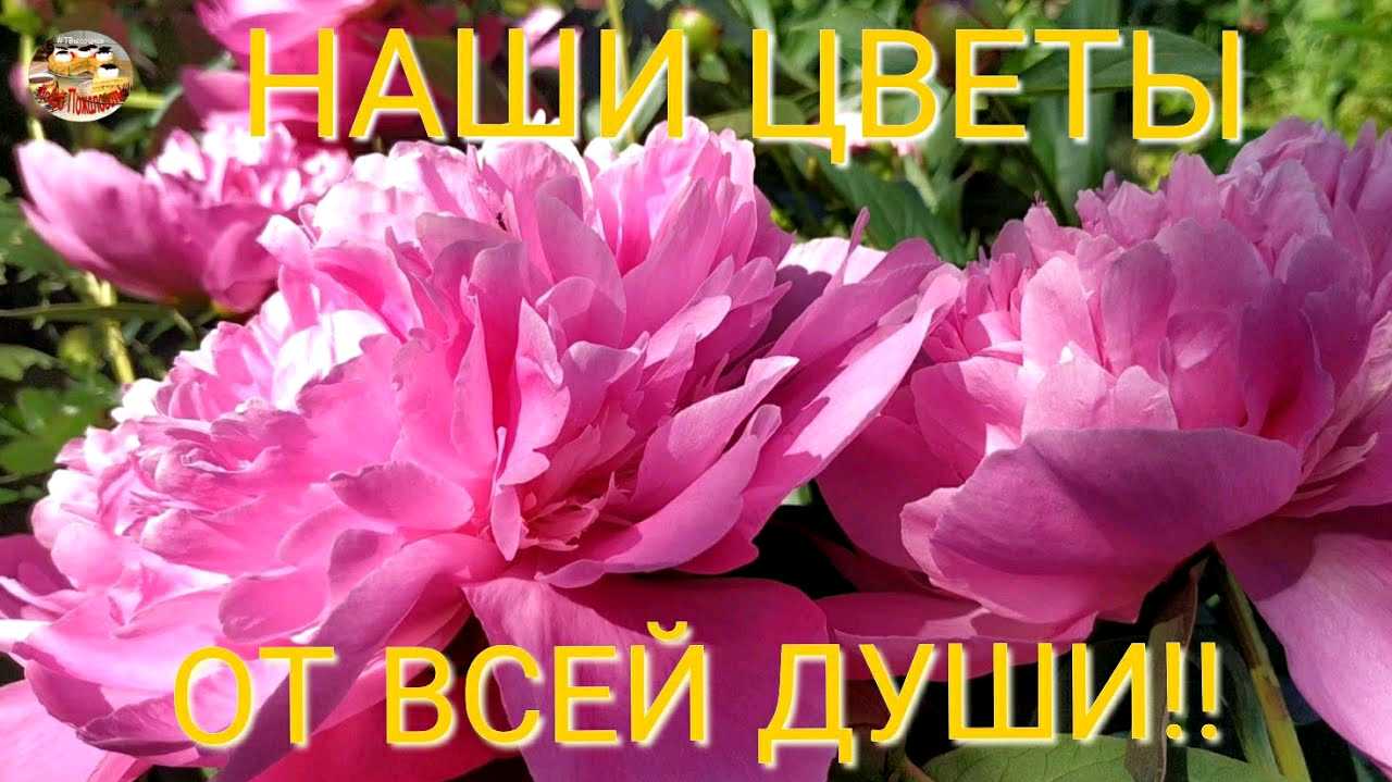 От всей души!! Цветы в нашем саду. #relax