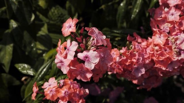 Компактный опрыскиватель Жук Оптима ОП 230