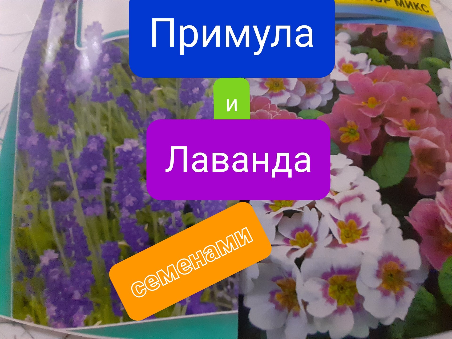 Лаванда и примула. Посев семенами.