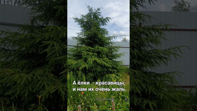 Рассказ о том, что не стоит верить во все приметы.