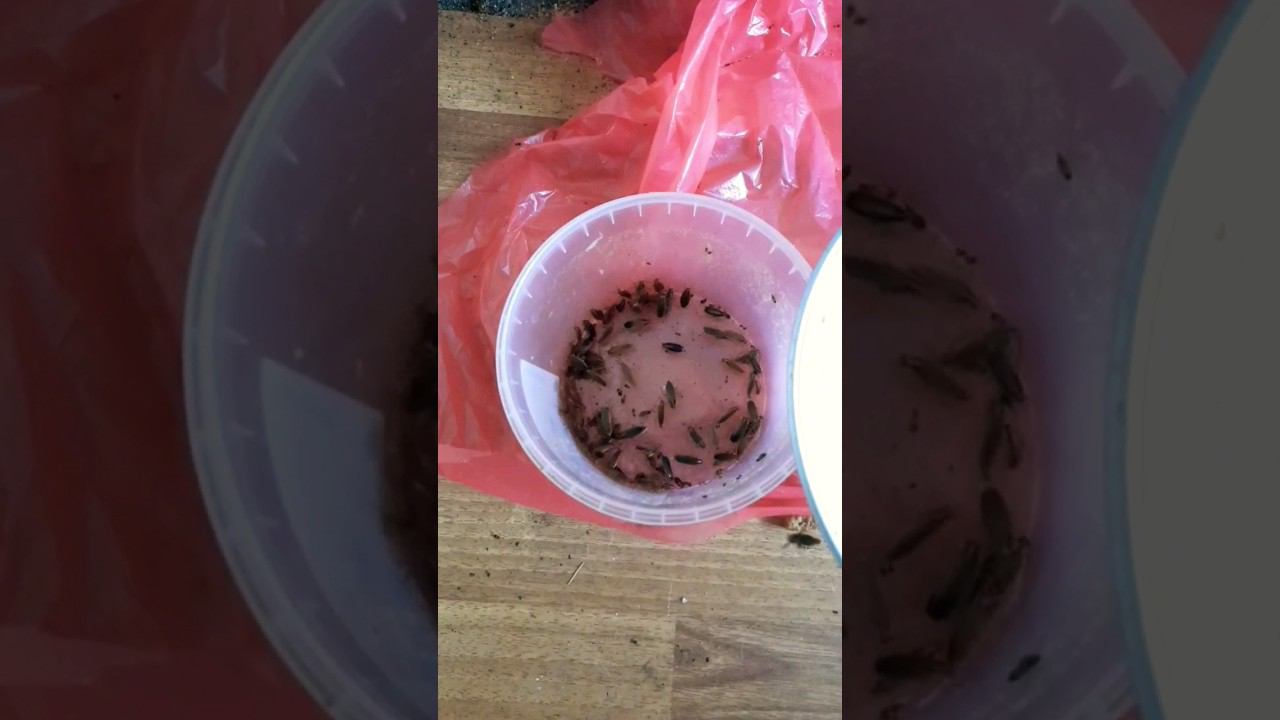 Тараканы заполонили квартиру! |Подпишись |#уничтожение тараканов