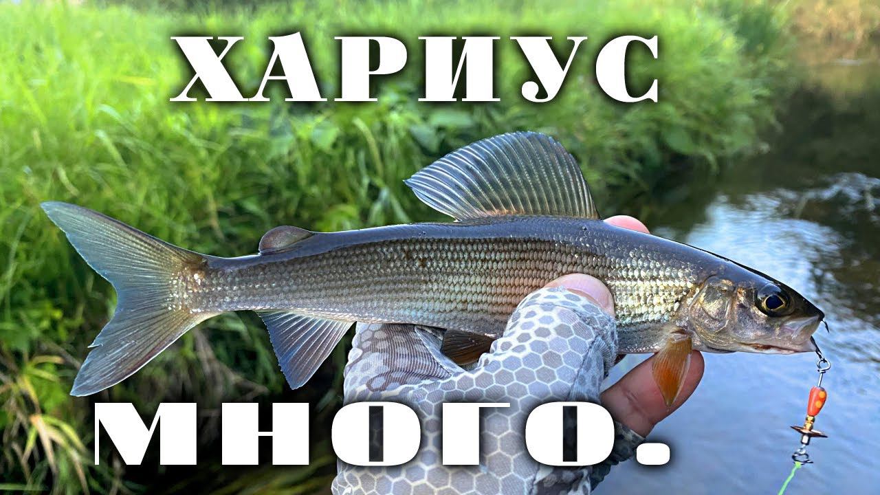 Хариус. Рыбалка в Ленинградской области. Сентябрь 2023.