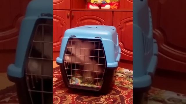 Никуда не поеду!