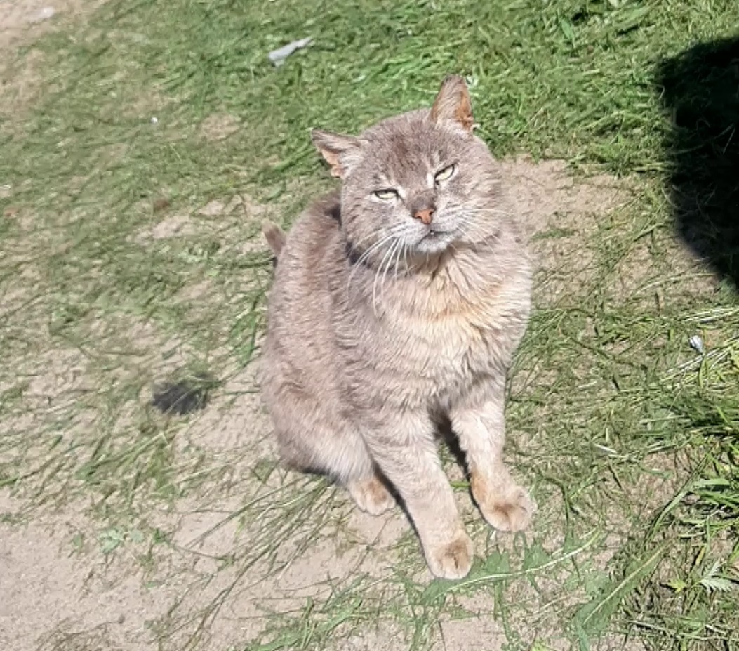 Бездомный котейка получает мясо. Нарезка.