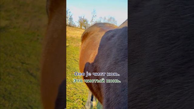 Сербский язык. Части тела.