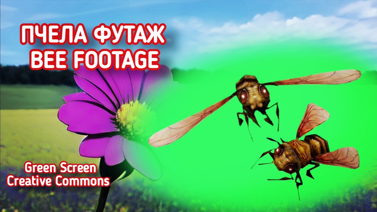 Пчела хромакей футаж на зелёном фоне. Анимация пчелы green screen.