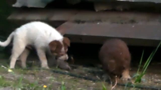Собака повадилась ловить крыс и притаскивать их своим щенкам в качестве игрушки и свежего корма...