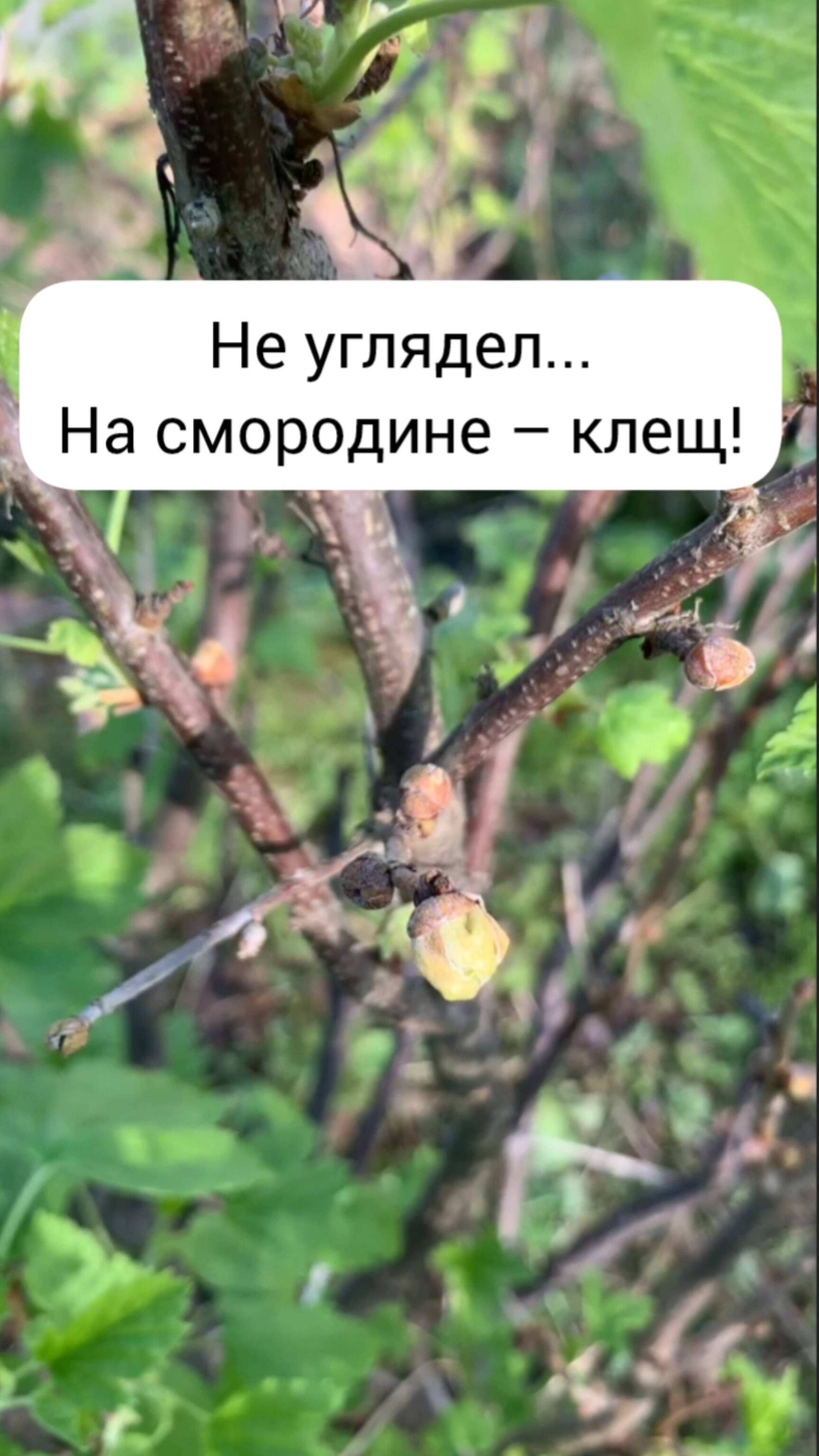 Не углядел... На смородине клещ!