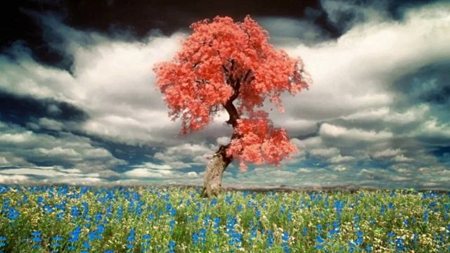 Одинокое дерево! Lonely tree! Wallpaper Engine