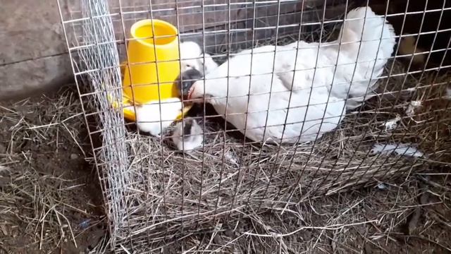 курочка вывела цыплят,2020