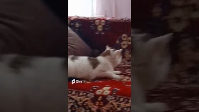 все передачя закончилась