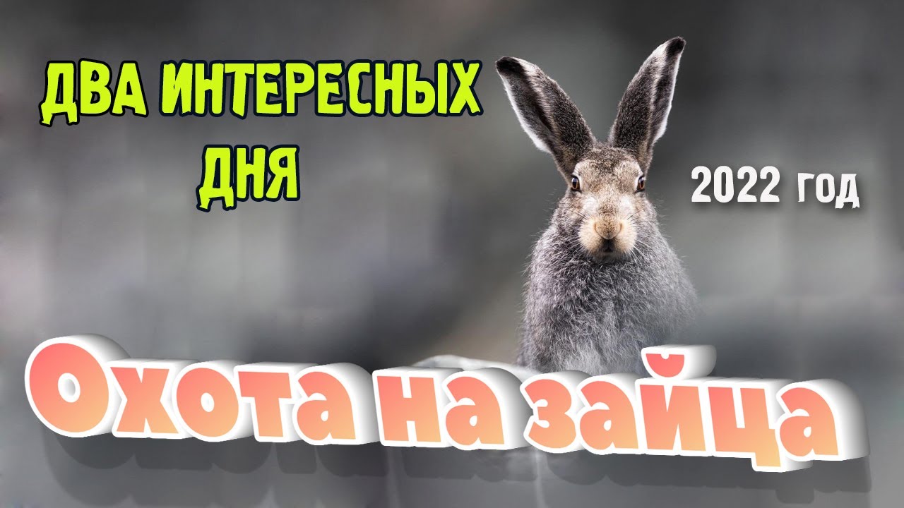 Охота на зайца.  Три дня охоты, два из которых были удачными.