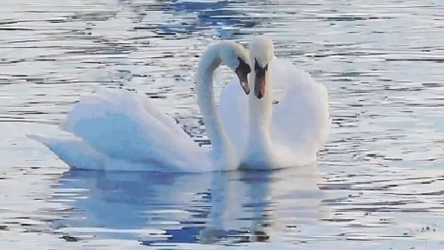 Берегиня. Лебединые практики. Активация 2. Лебёдушка и Лебедь (только для женщин)
