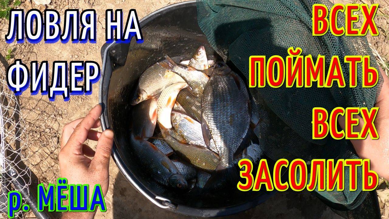 Рыбалка на фидер. ЛЕЩ нету, зато активная ПЛОТВА и ГУСТЕРА. Засолить.