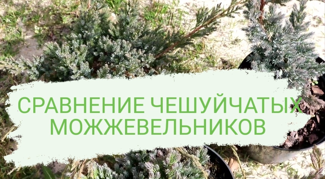 СРАВНЕНИЕ ЧЕШУЙЧАТЫХ МОЖЖЕВЕЛЬНИКОВ?
