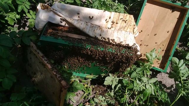 на пасеке третий рой.mp4