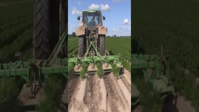 Культиватор - грядообразователь Колнаг Производится в России