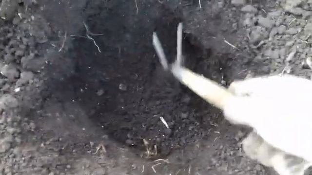 Пересадка пиона весной .