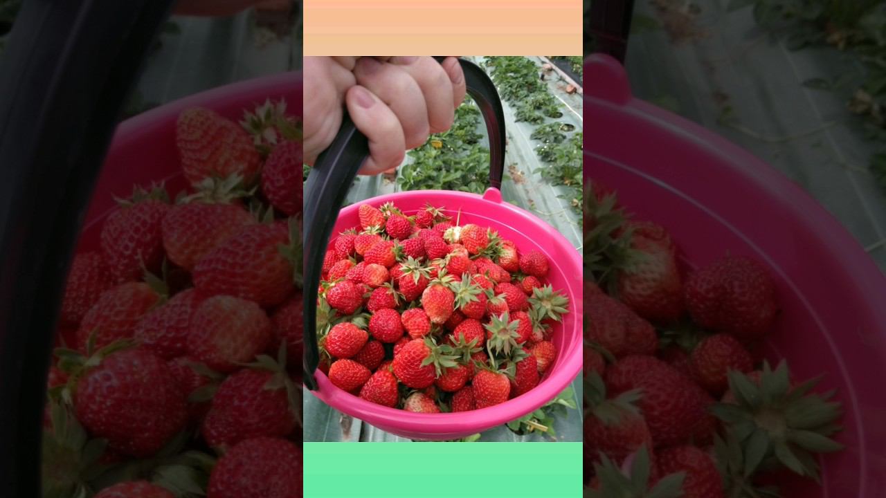 Урок 7. ДСД клубника (садовая земляника)