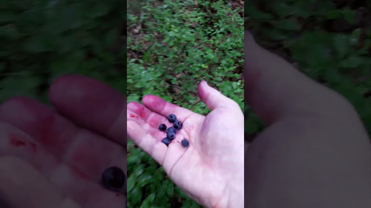 Чернику рвите осторожно !