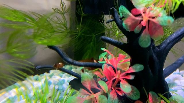 Самочка аквариумной бойцовой рыбки