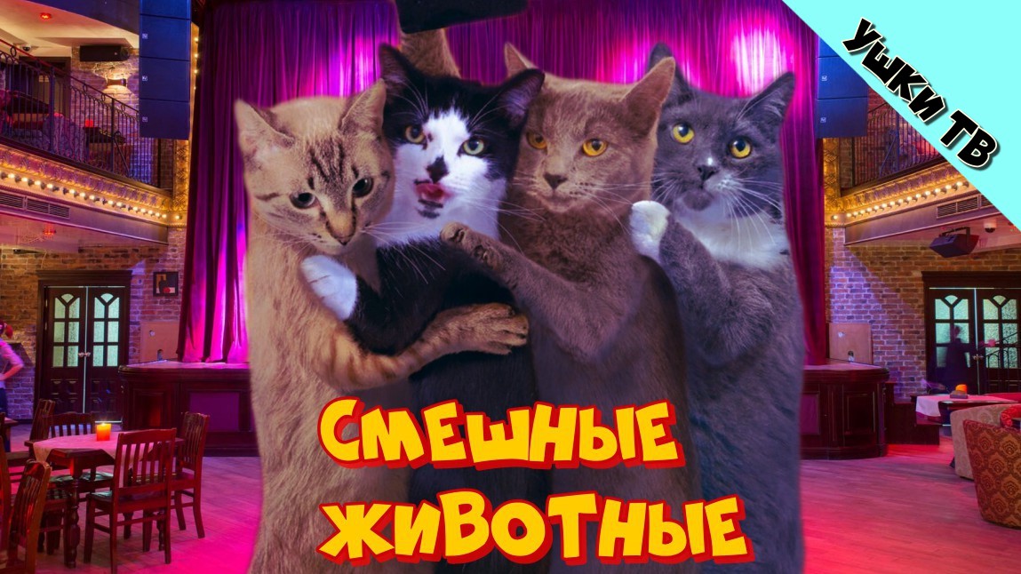 ?СМЕШНЫЕ ПУШИСТИКИ?ЗАБАВНЫЕ КОТИКИ СОБАЧКИ И ДРУГИЕ ЖИВОТНЫЕ?