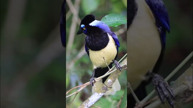 Плюшевоголовая разноцветная сойка. Голос этой птицы похож на голос кошки