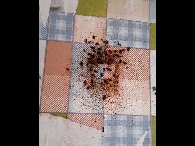 Фото из таракан|Подпишись |#тараканывквартире