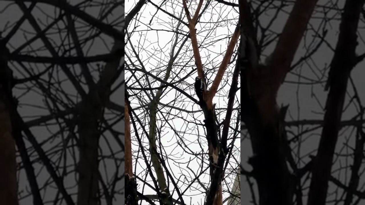 Дятел на дереве ищет личинки насекомых