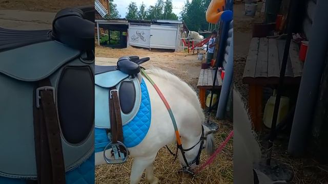 Скотный двор 3