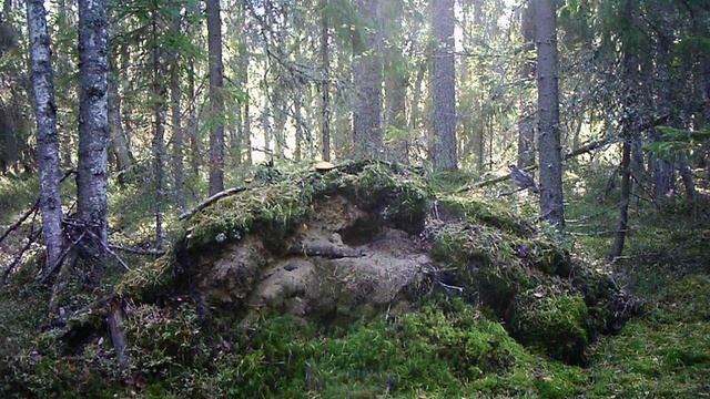 Рябчик сидит возле порхалища_ФГБУ Нижне-Свирский