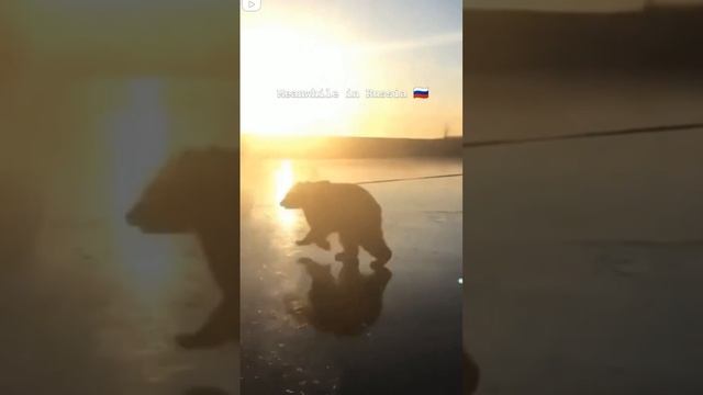 С медведем по реке на коньках