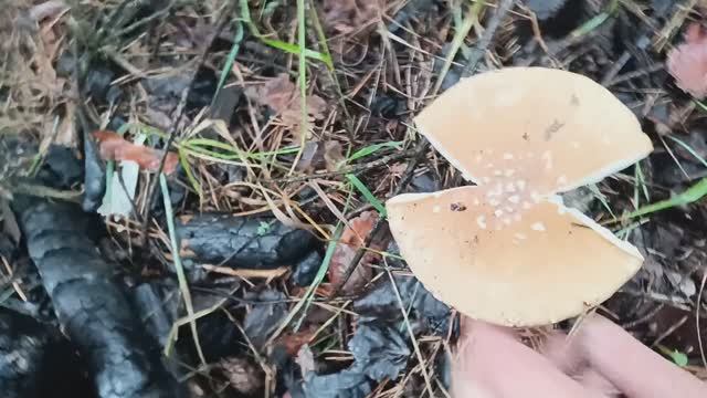 ОТец ищет грибы 14 июля. Мухомор пантерный и другие грибы