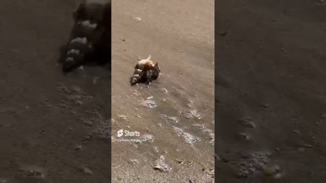 ❗Морские жители - крабик❗ #shorts #short #video #shortsvideo #nature #funny  #funnyvideo #крабик