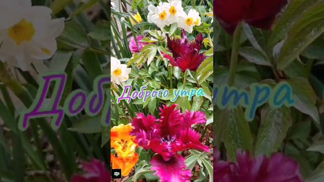 Доброго утра