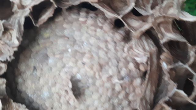 Жизнь шершня#насекомые