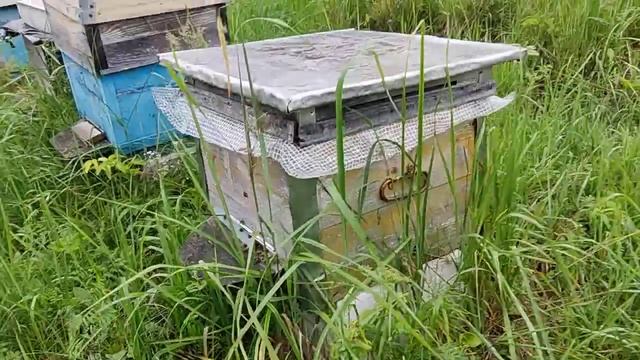 обзор нашей небольшой пасеки #overview of our small apiary #apiary
