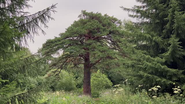 Белокуриха-23_День 6