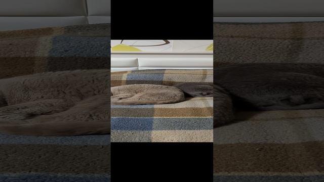 За окном опять мороз. Греемся ?