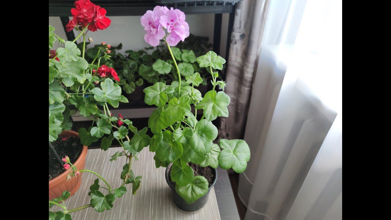 О такой плющелистной пеларгонии остаётся только мечтать