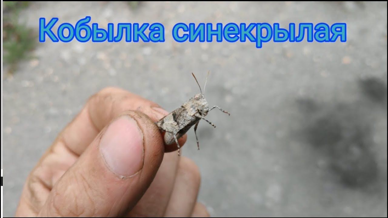 Кобылка синекрылая / насекомые / особенности, повадки, обитание 4к 60фпс