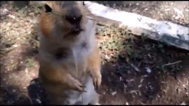 а суслик опять пришёл